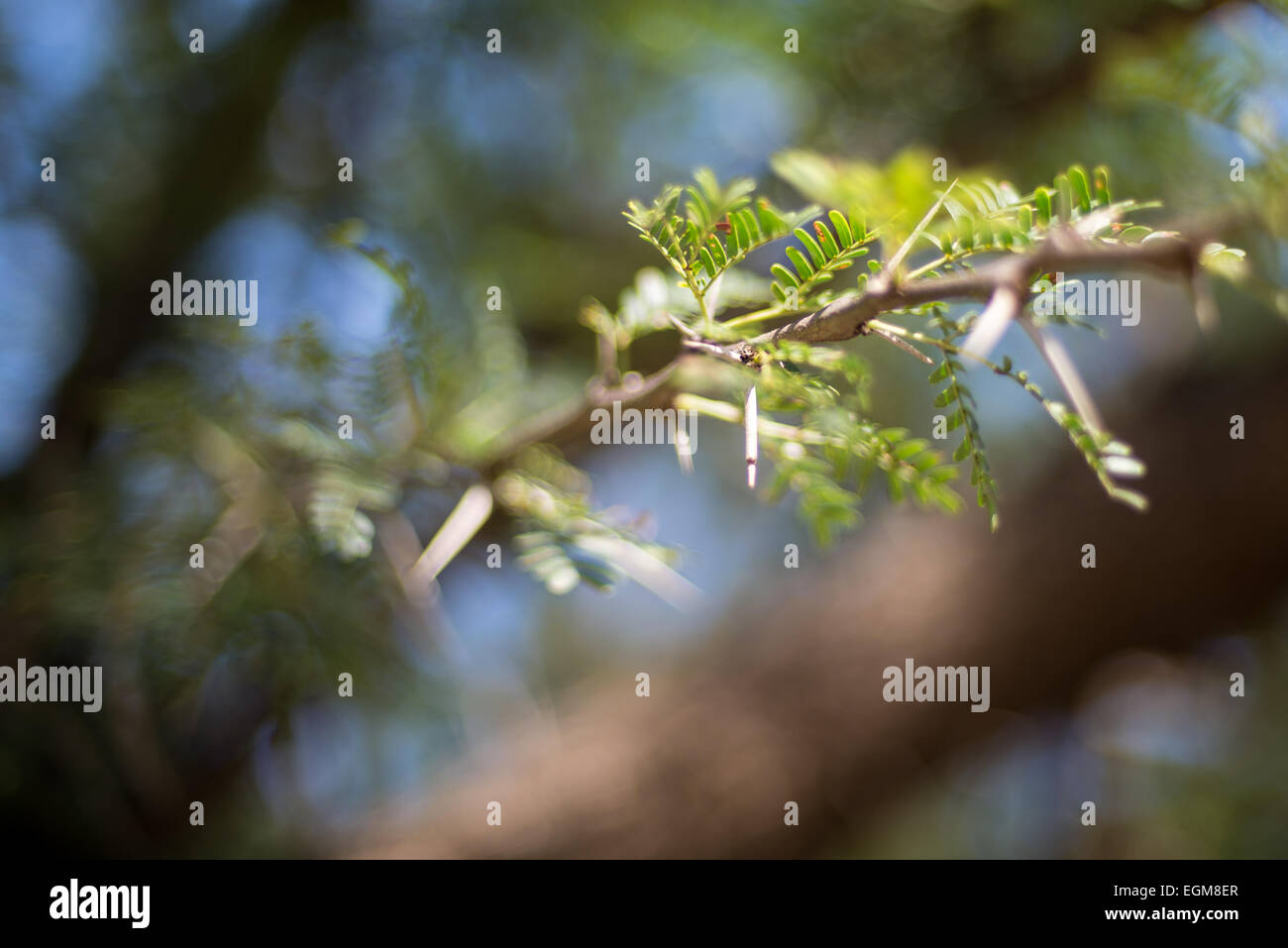 Acacia tree photo hi-res stock photography and images - Alamy