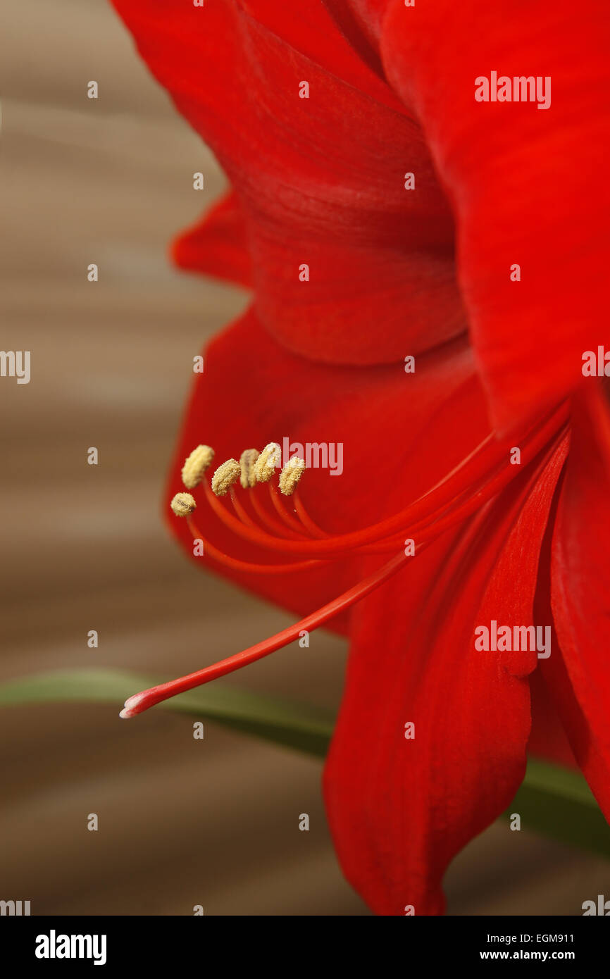 close up image of amaryllis flower Hippeastrum Stock Photo - Alamy