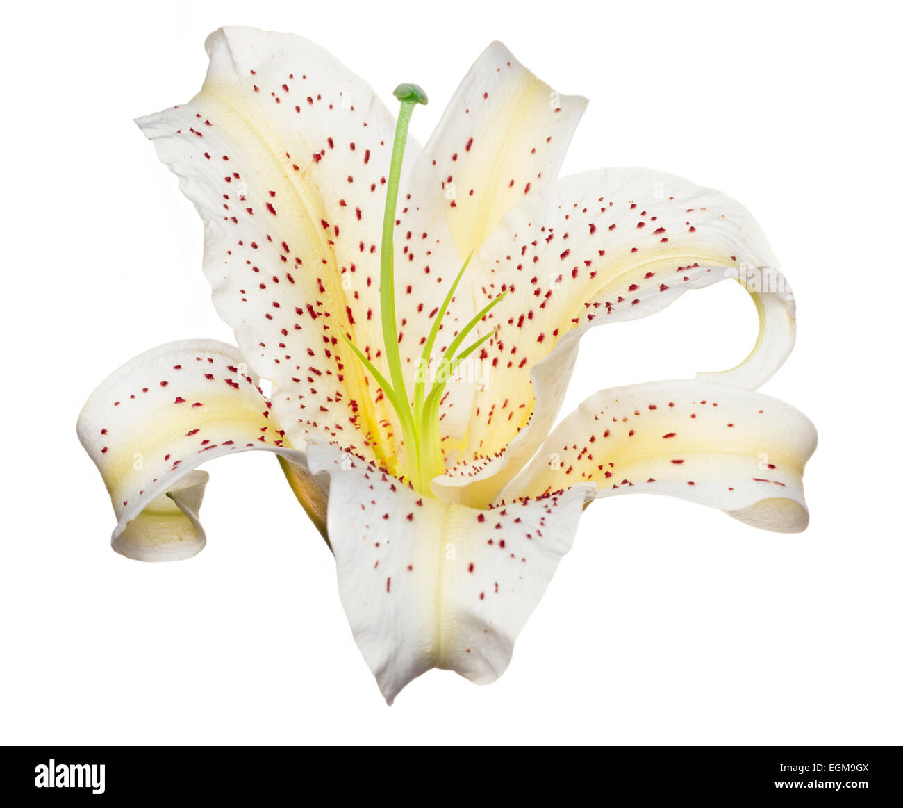 Spotted Lily Flower Stock Photo - Alamy