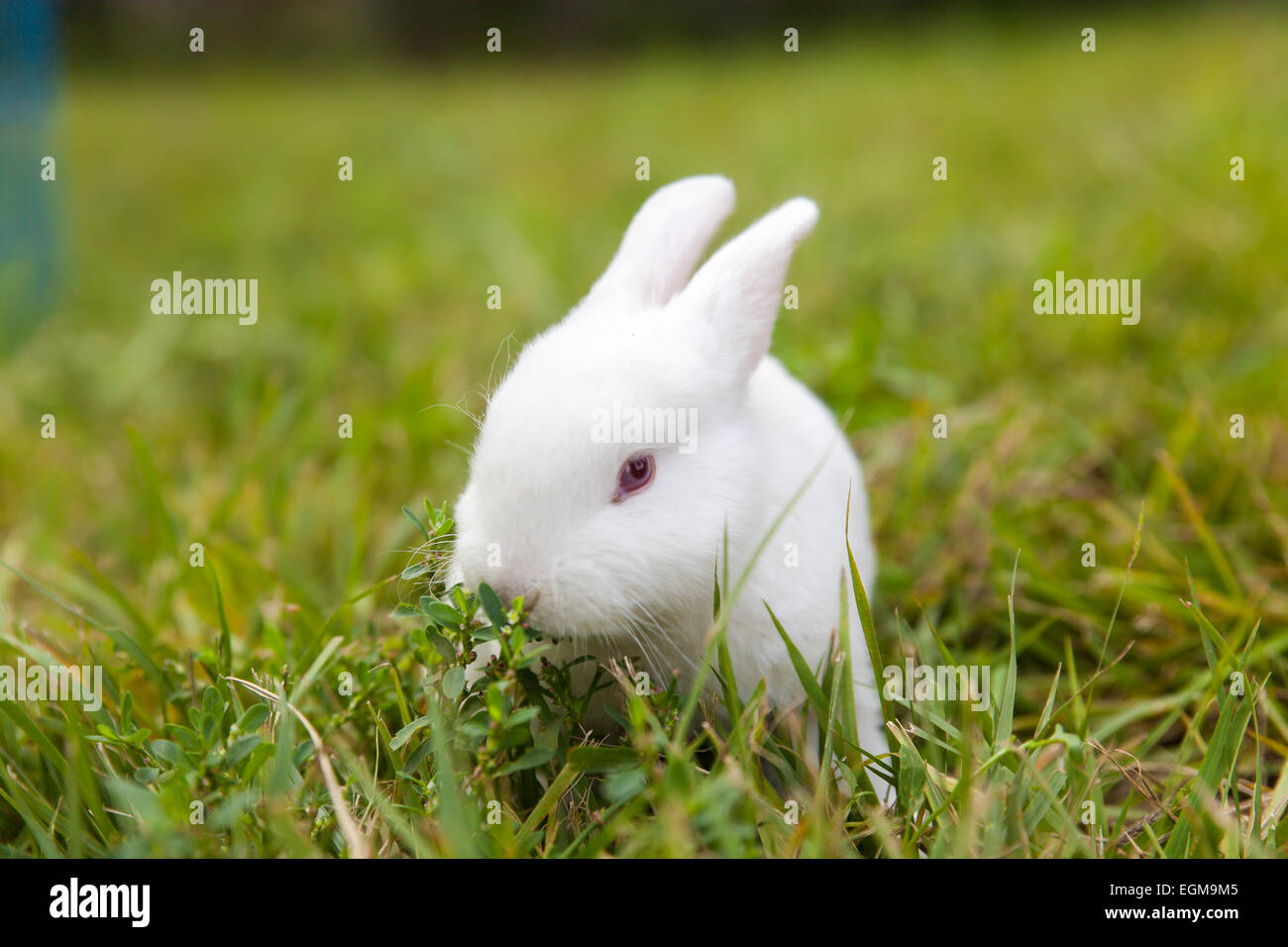 The little white rabbit Stock Photo - Alamy
