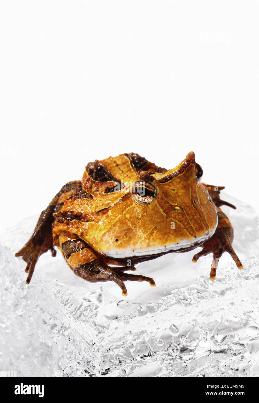 Frog Sitting on Ice Stock Photo - Alamy