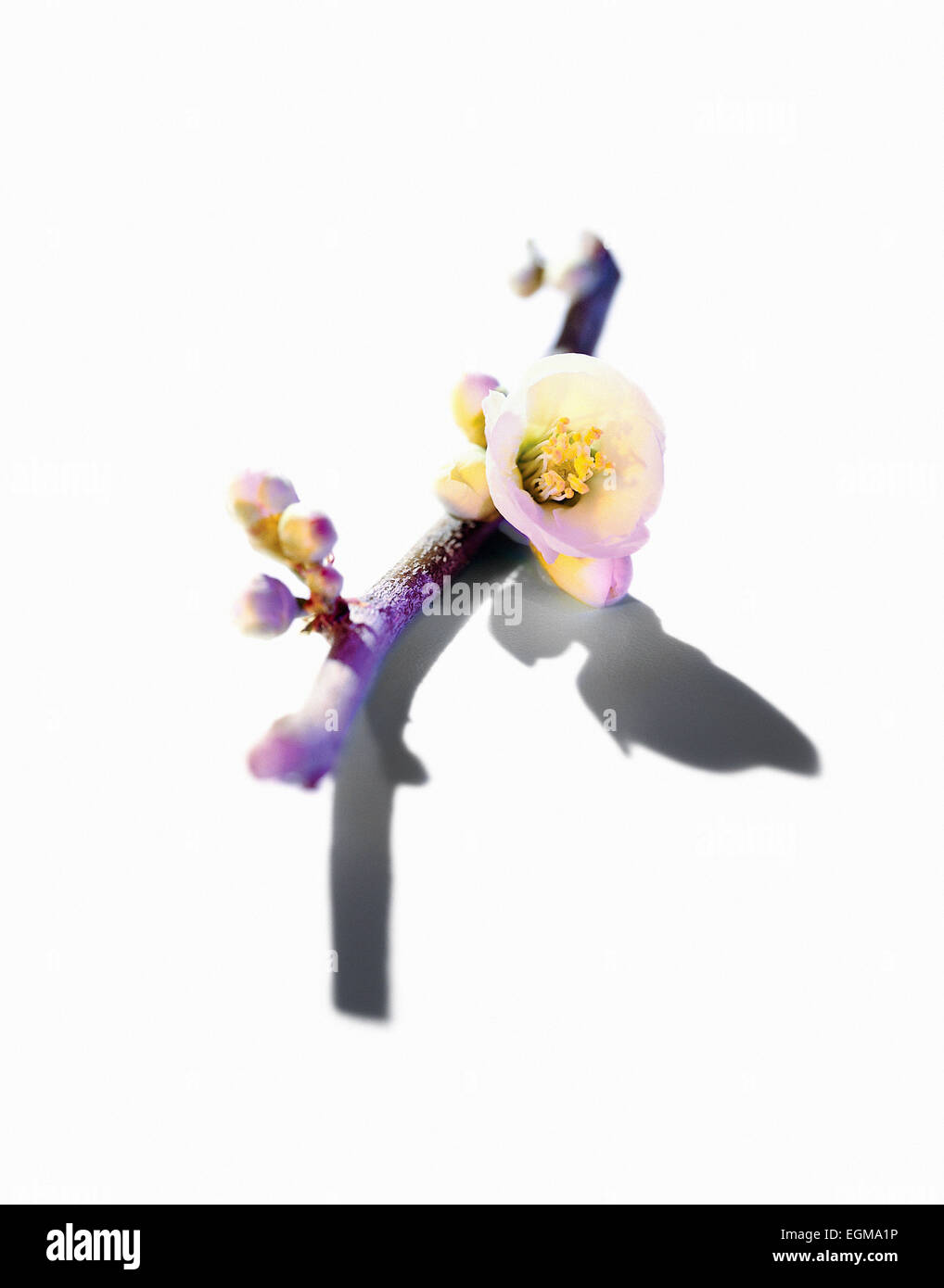 Flowering Tree Branch Stock Photo - Alamy