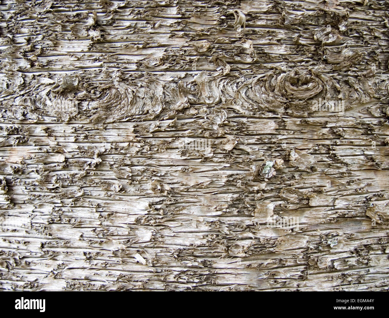 Tree texture detail hi-res stock photography and images - Alamy