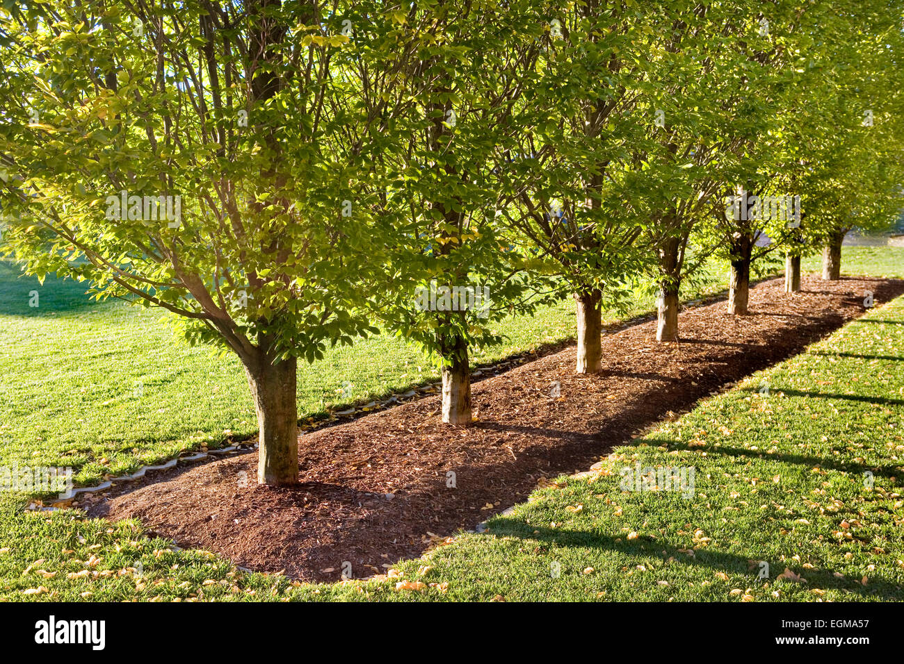 Row of Small Trees Stock Photo - Alamy