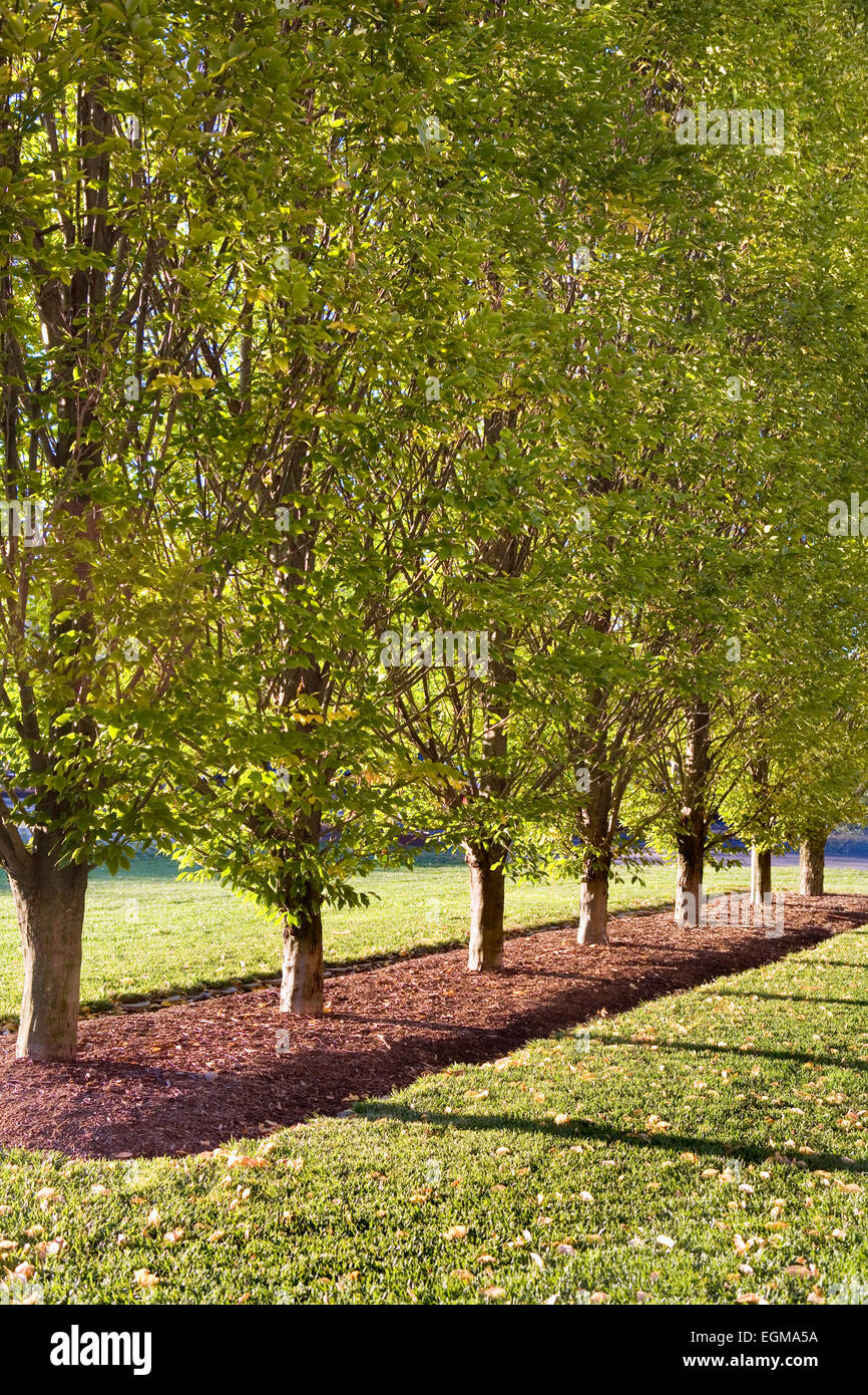 Row of Small Trees Stock Photo - Alamy