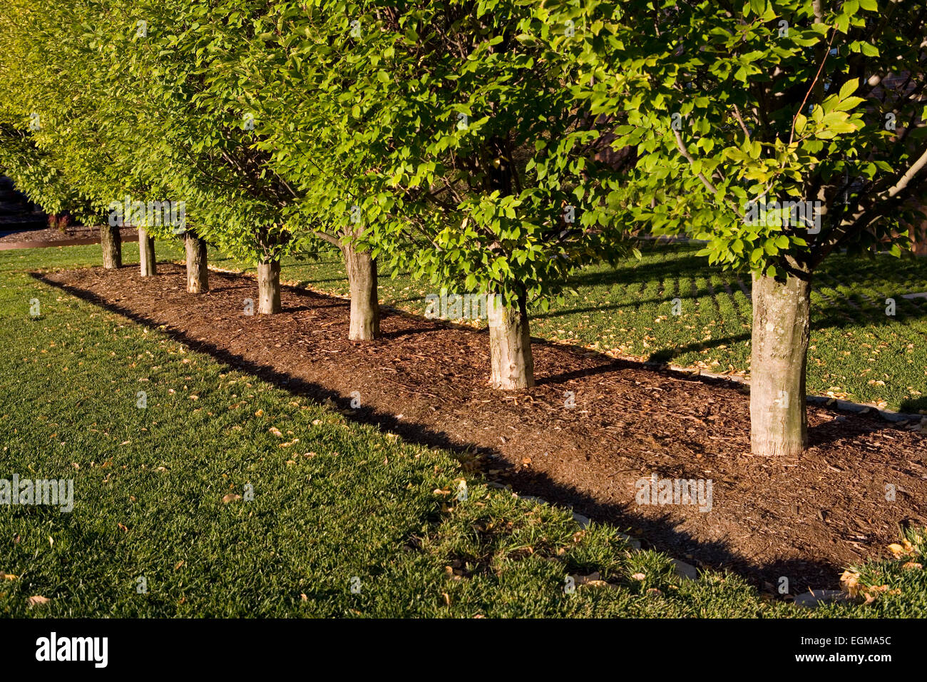 Row of Small Trees Stock Photo - Alamy