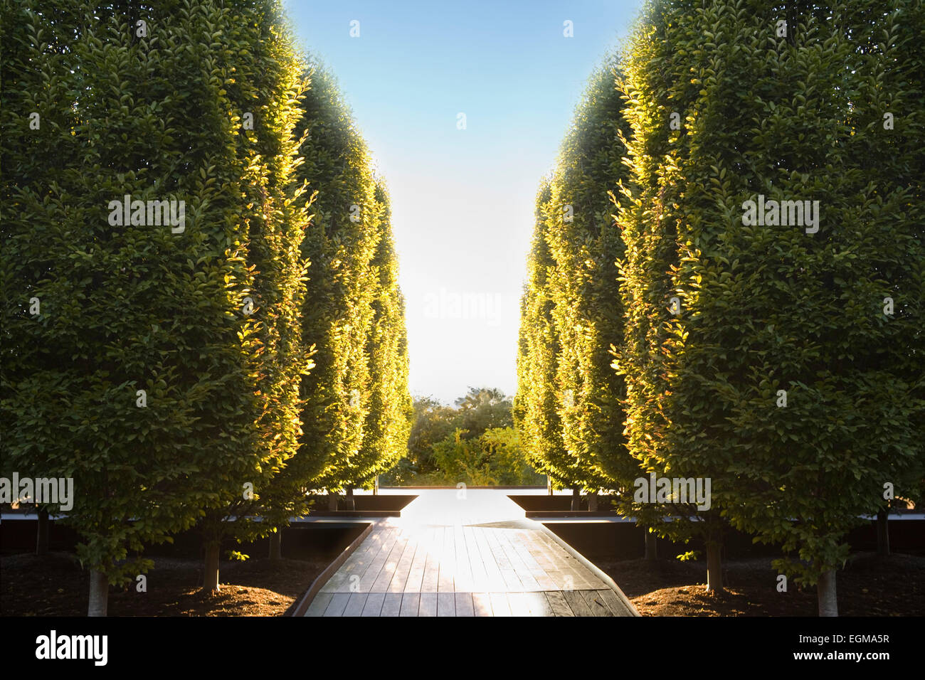 Path between rows trees hi-res stock photography and images - Alamy