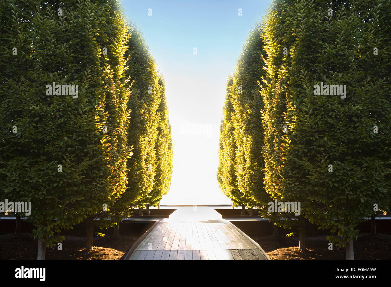 Walkway Between Two Rows of Trees Stock Photo - Alamy