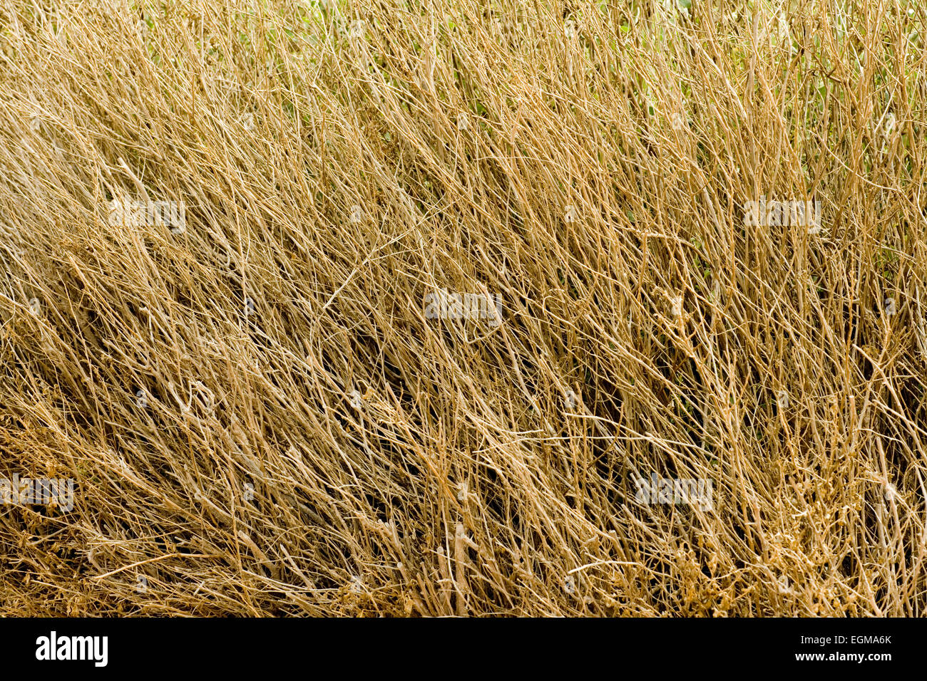 Dried Tall Grass, Malta Stock Photo - Alamy