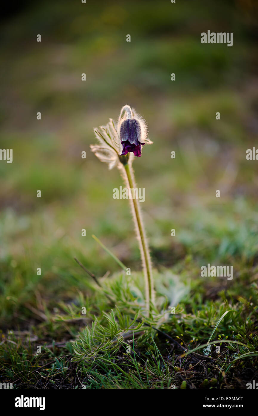 Pasque-flower in nature Stock Photo - Alamy