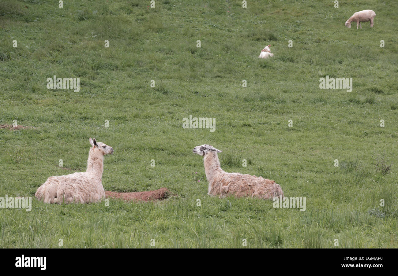 Two llammas lying down in field Stock Photo - Alamy