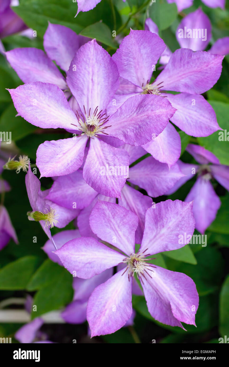 violet clematis in a garden Stock Photo - Alamy