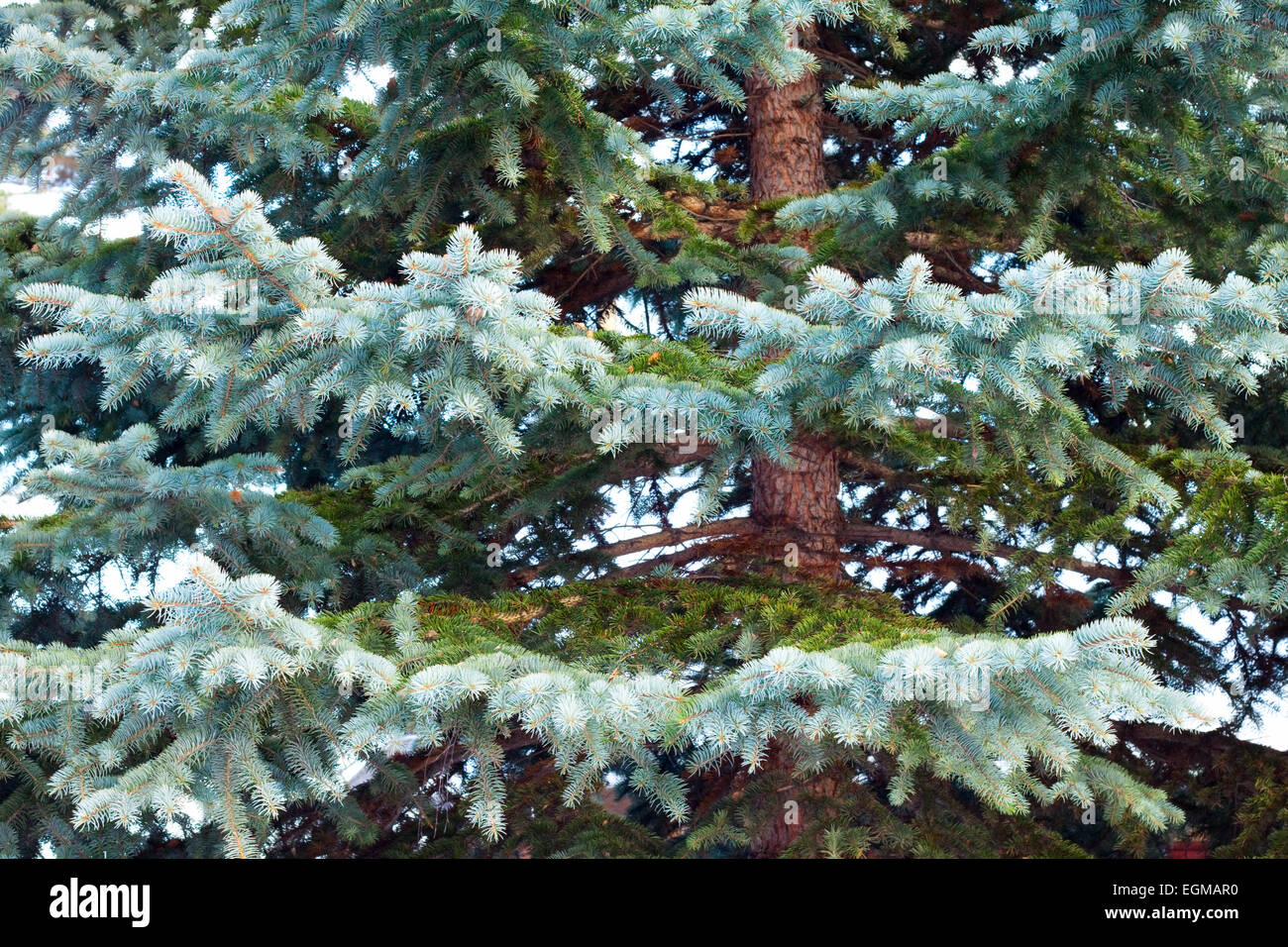 A blue fir tree branch Stock Photo - Alamy