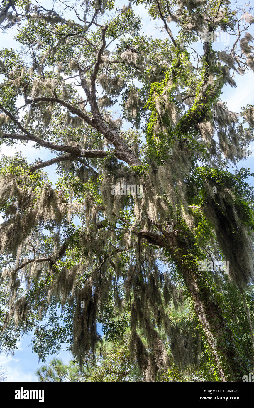 Tree spanish moss hi-res stock photography and images - Alamy