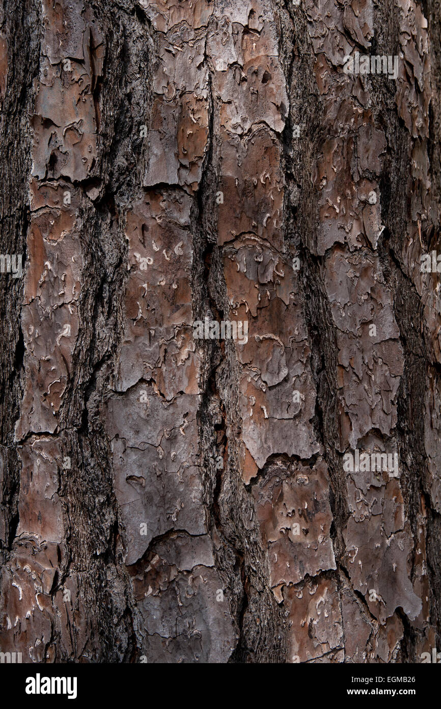 Pine Tree Bark, Detail Stock Photo - Alamy