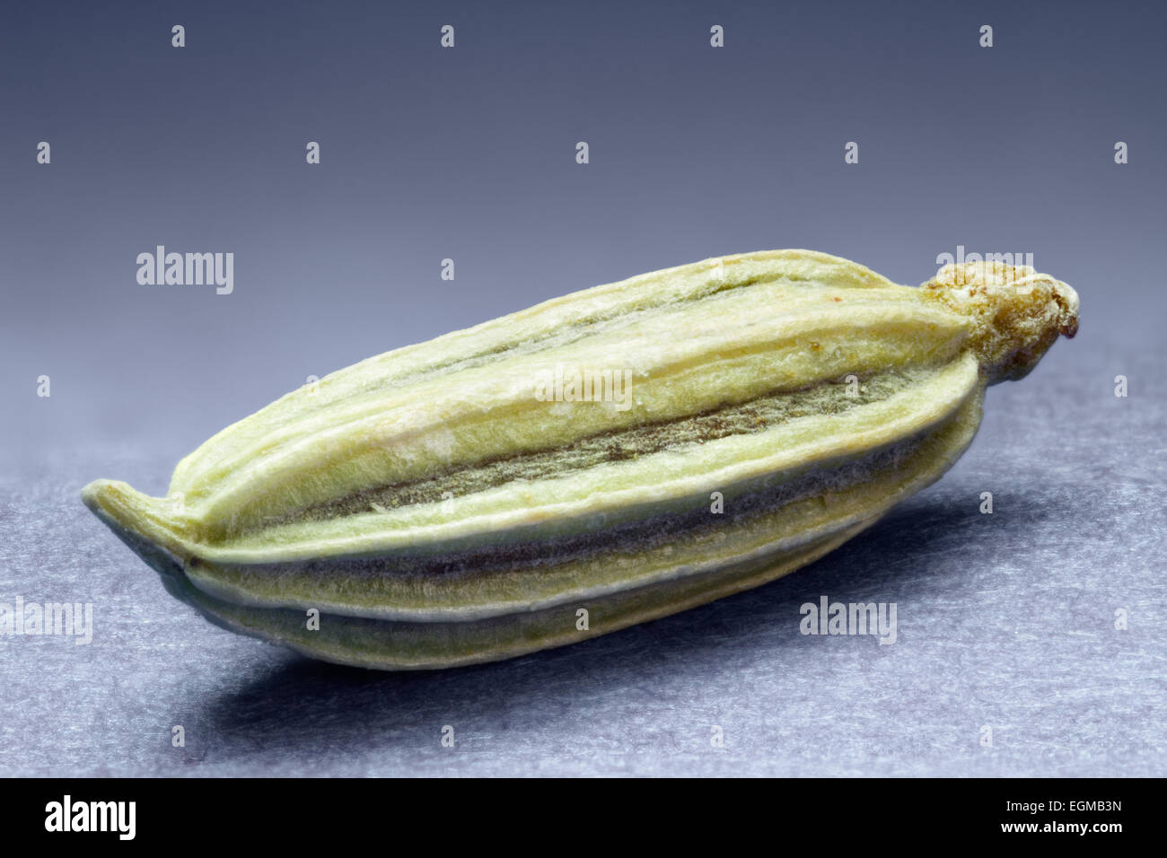 Seed photograph hi-res stock photography and images - Alamy