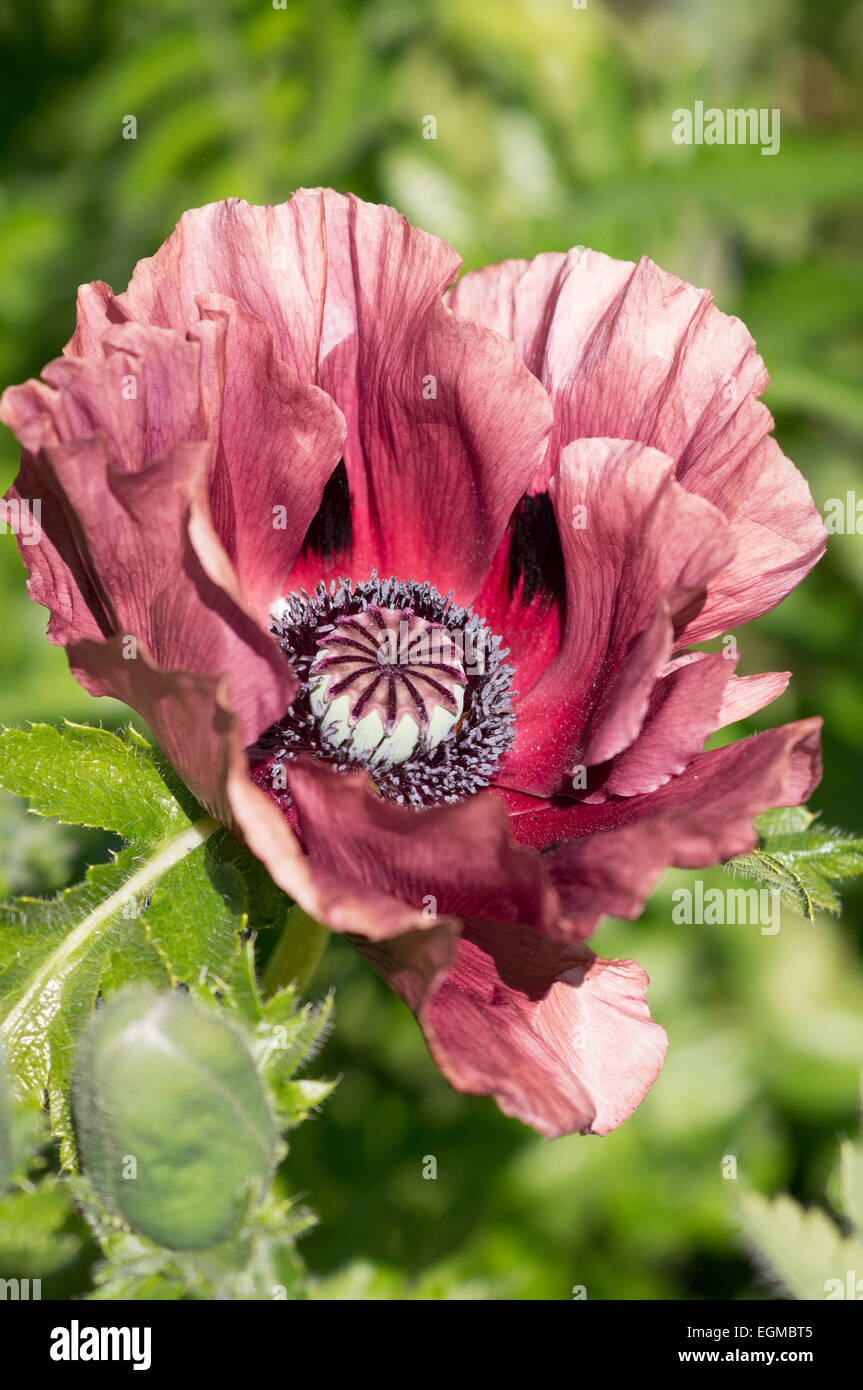 a close up of a flowering Pink Oriental Poppy Stock Photo - Alamy