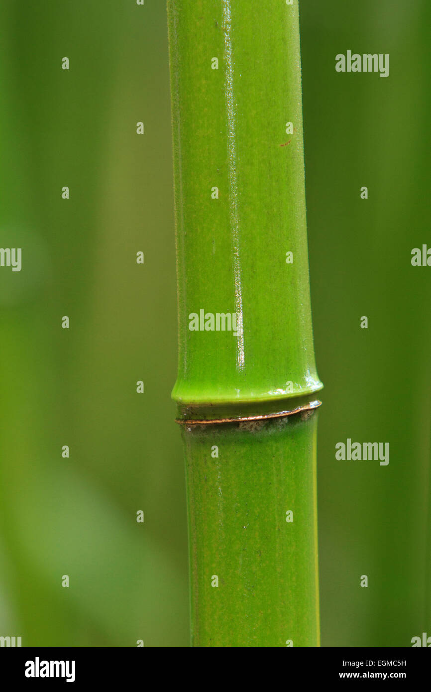 A bamboo stalk hi-res stock photography and images - Alamy