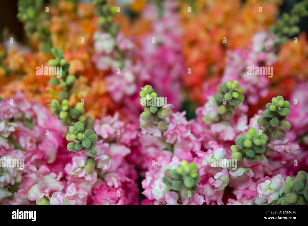 small colorful flowers are blooming Stock Photo - Alamy