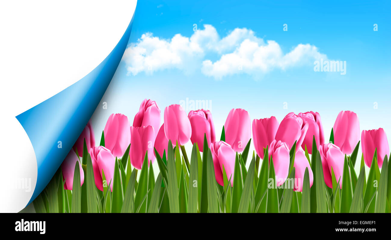 Spring background with pink tulips and a page corner. Vector Stock ...