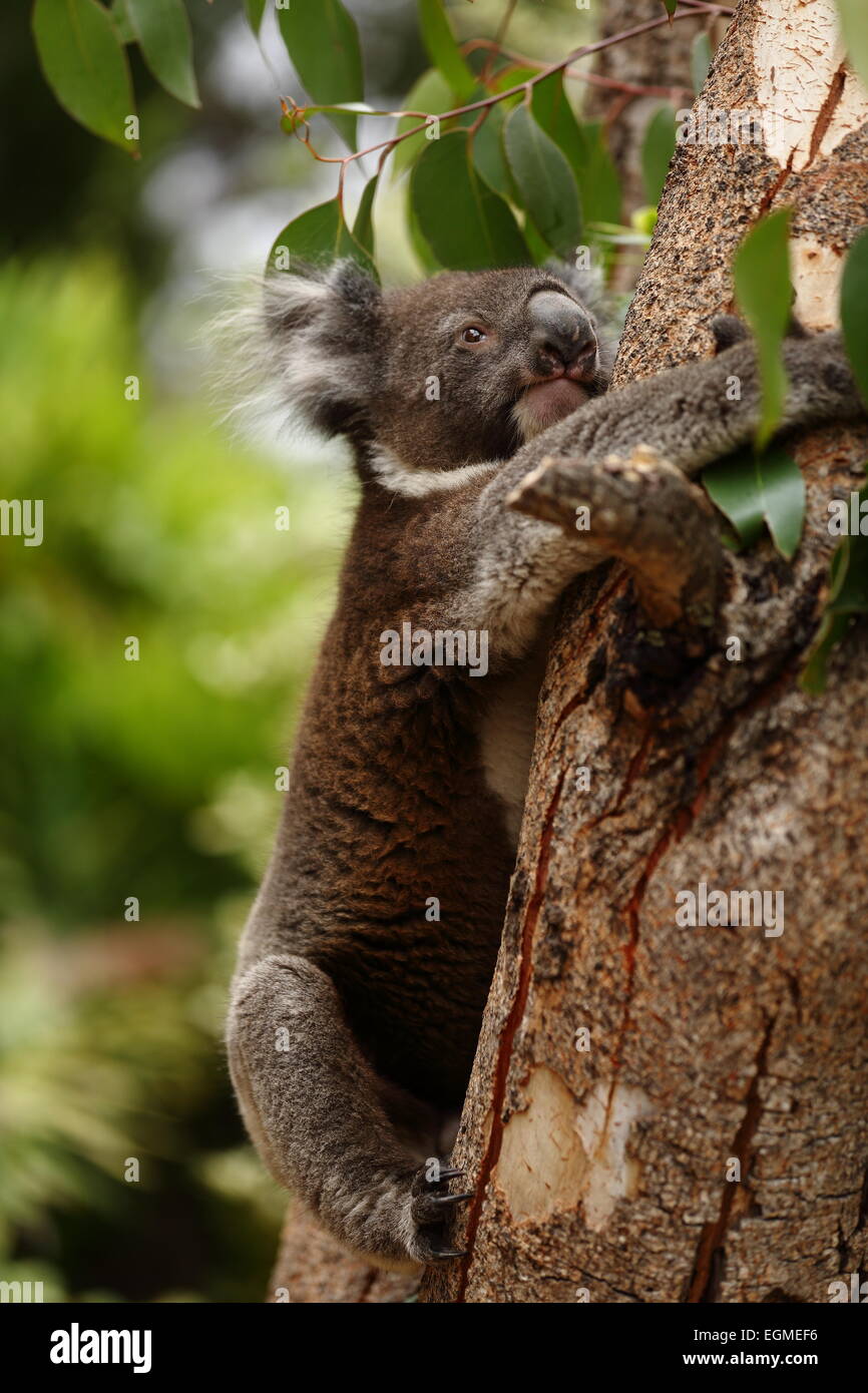 Kangaroo island australia koala hi-res stock photography and images - Alamy