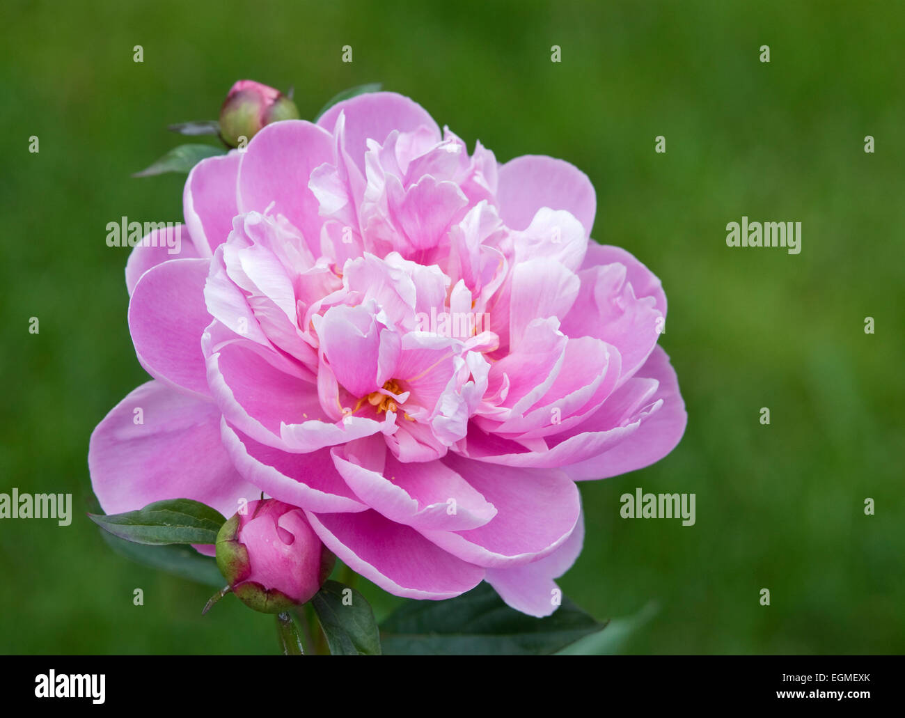 Peony double pink paeonia lactiflora hi-res stock photography and ...