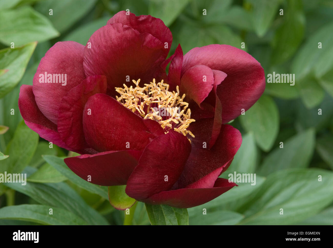 Paeonia lactiflora - Chocolate Soldier Stock Photo - Alamy