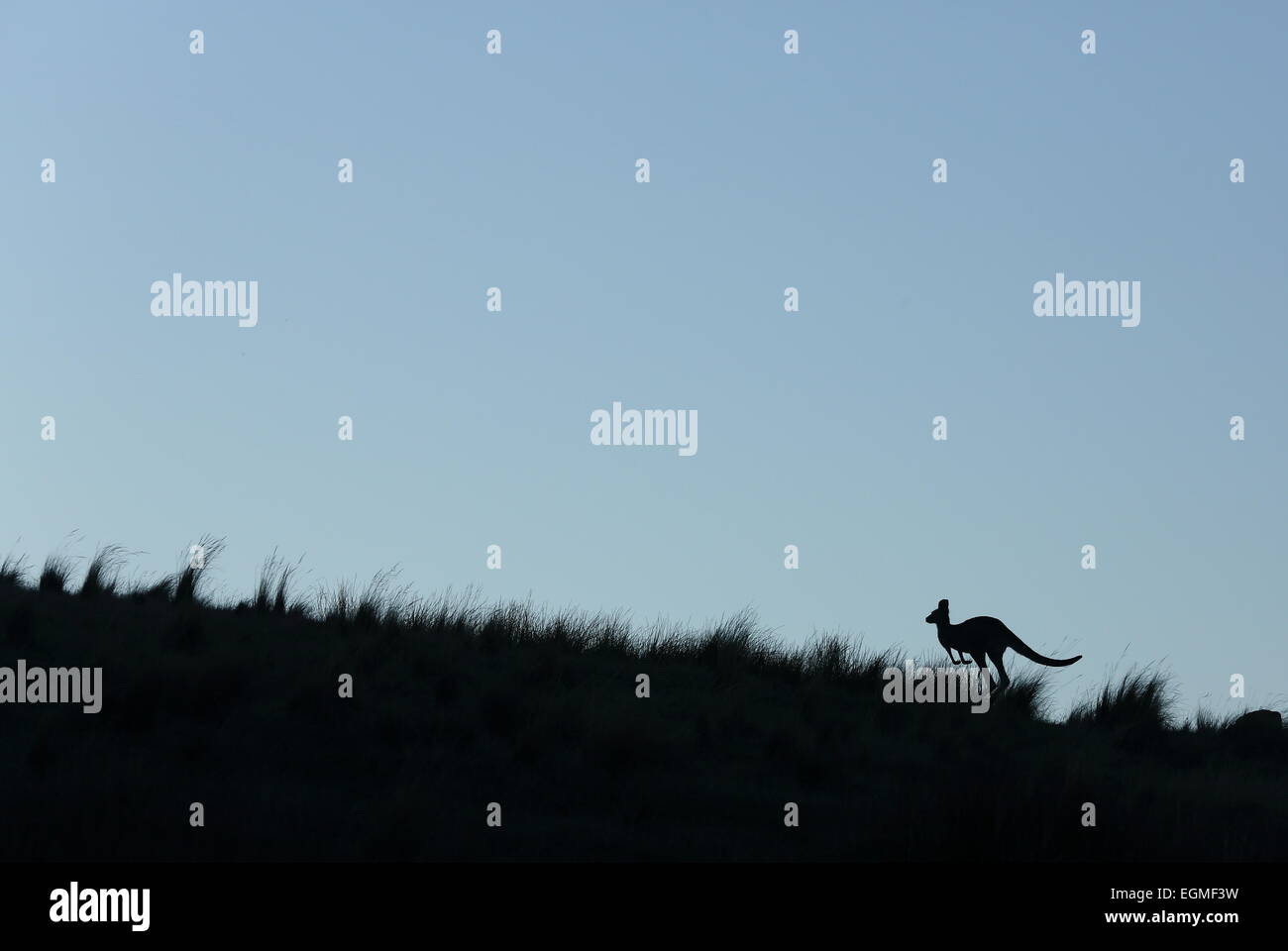 Kangaroo hopping in Australia Stock Photo - Alamy