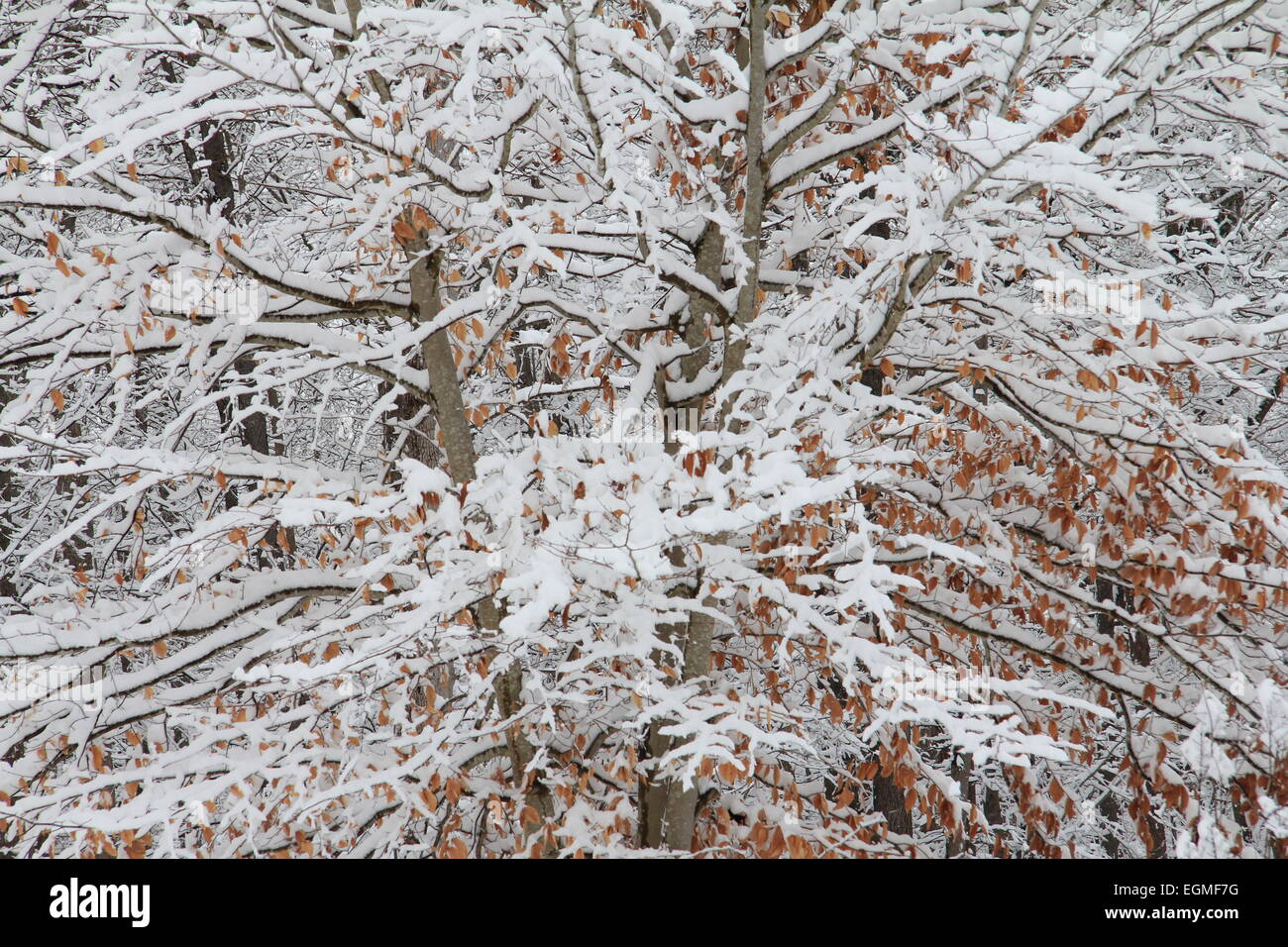 Beech Tree Covered in Fresh Snow Stock Photo - Alamy