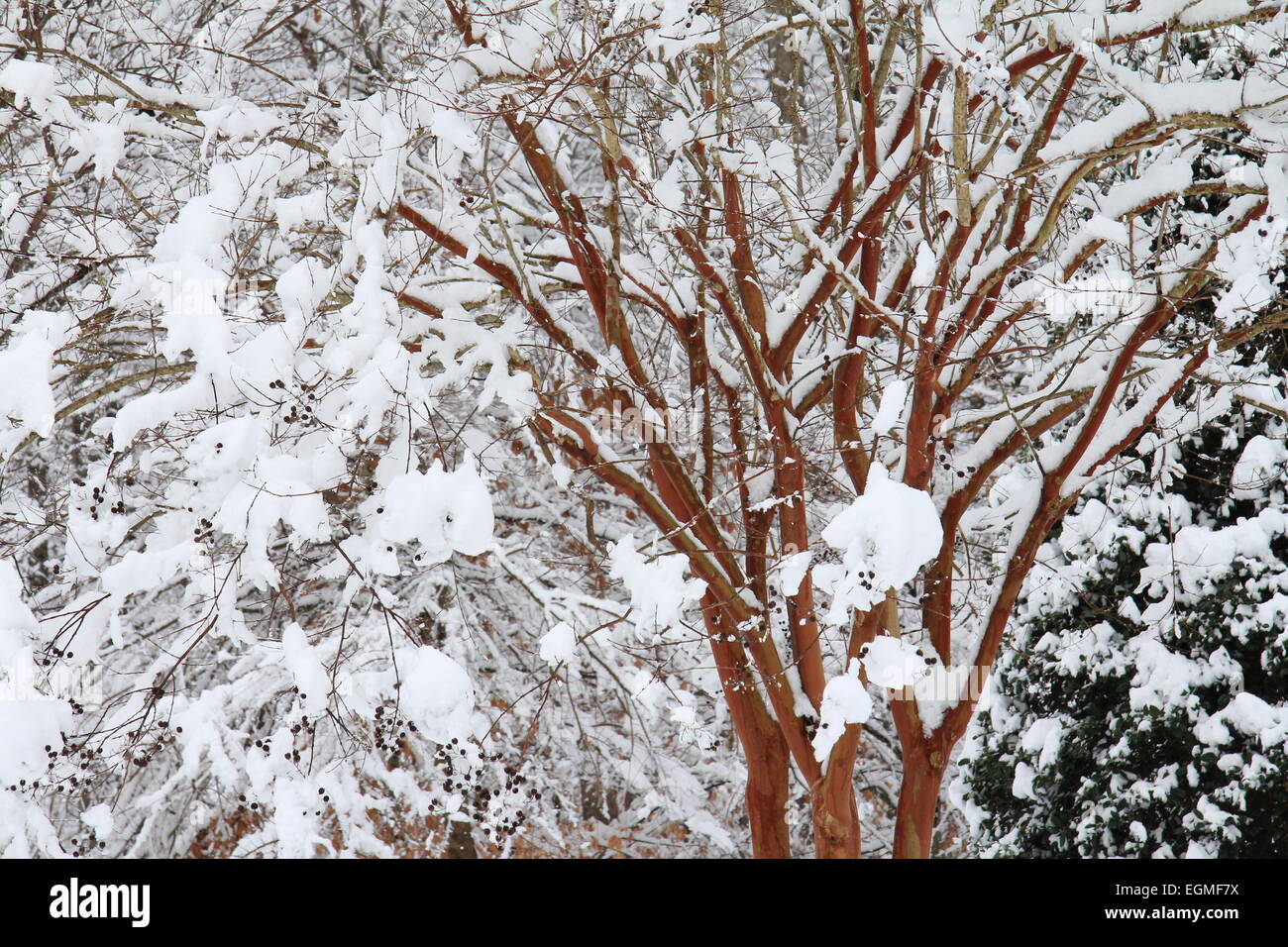 White Crepe Myrtle Tree High Resolution Stock Photography and Images ...