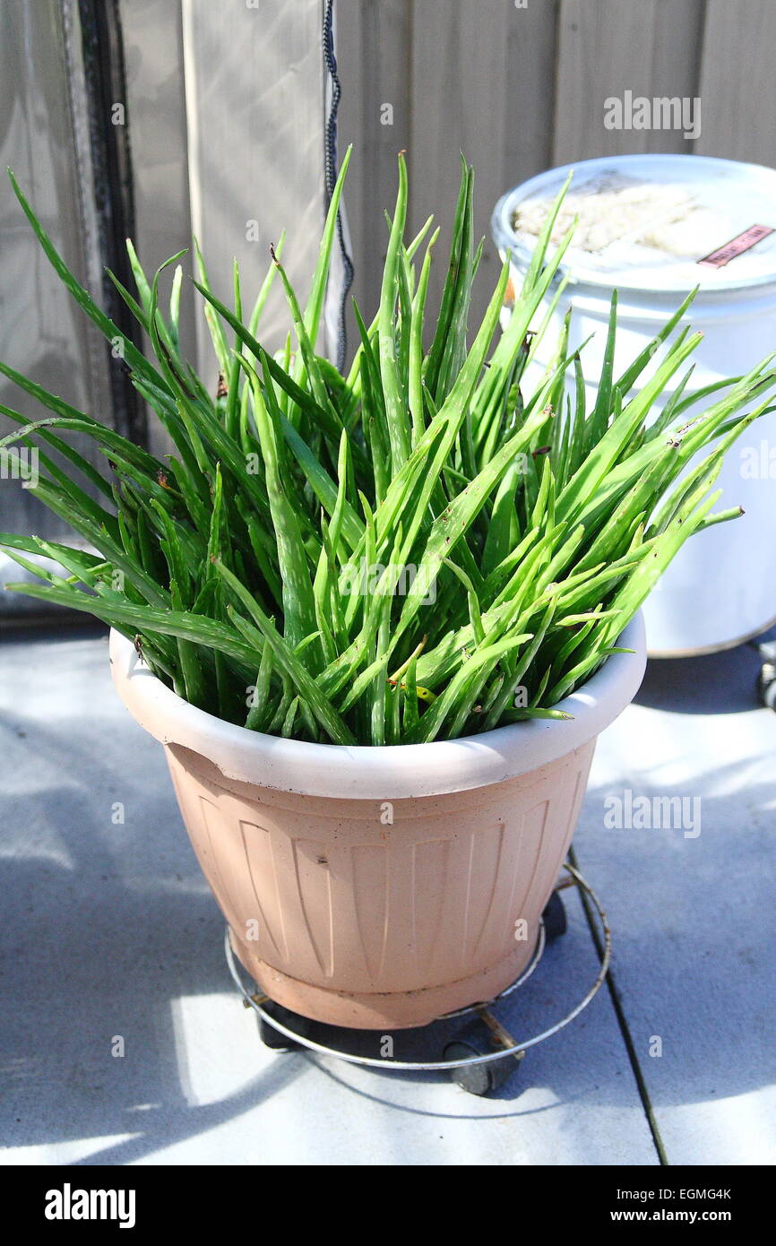 Aloe Vera plants in a pot Stock Photo - Alamy
