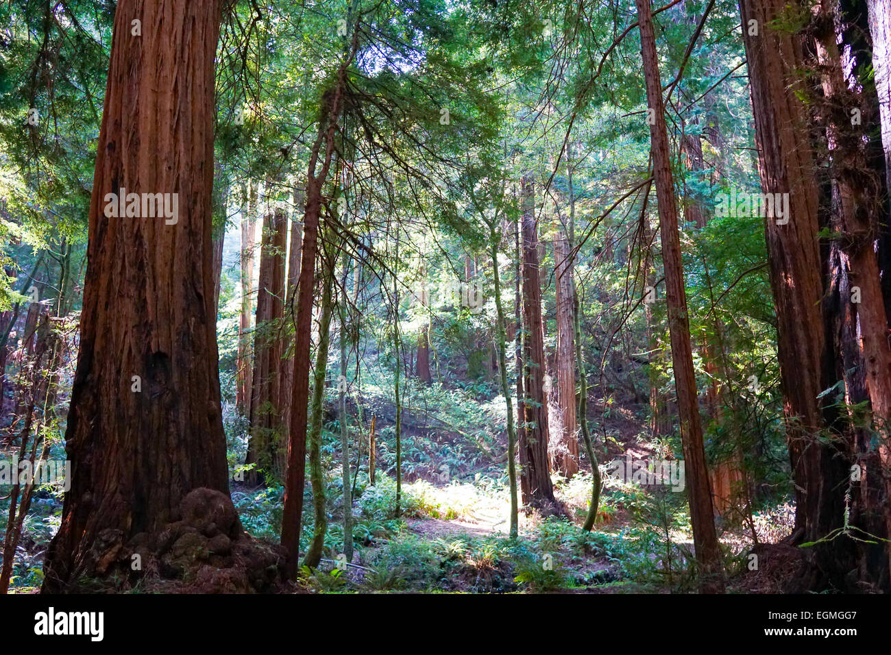 Sunshine in a large redwood forest in northern California Stock Photo ...