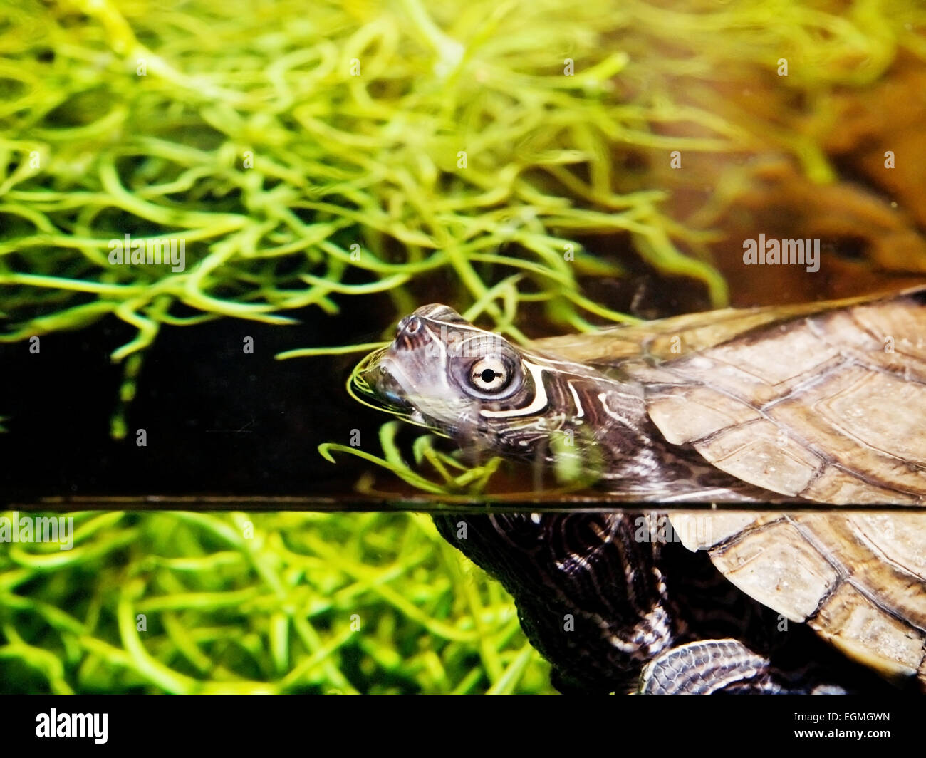Turtle swimming with school of fish hi-res stock photography and images ...