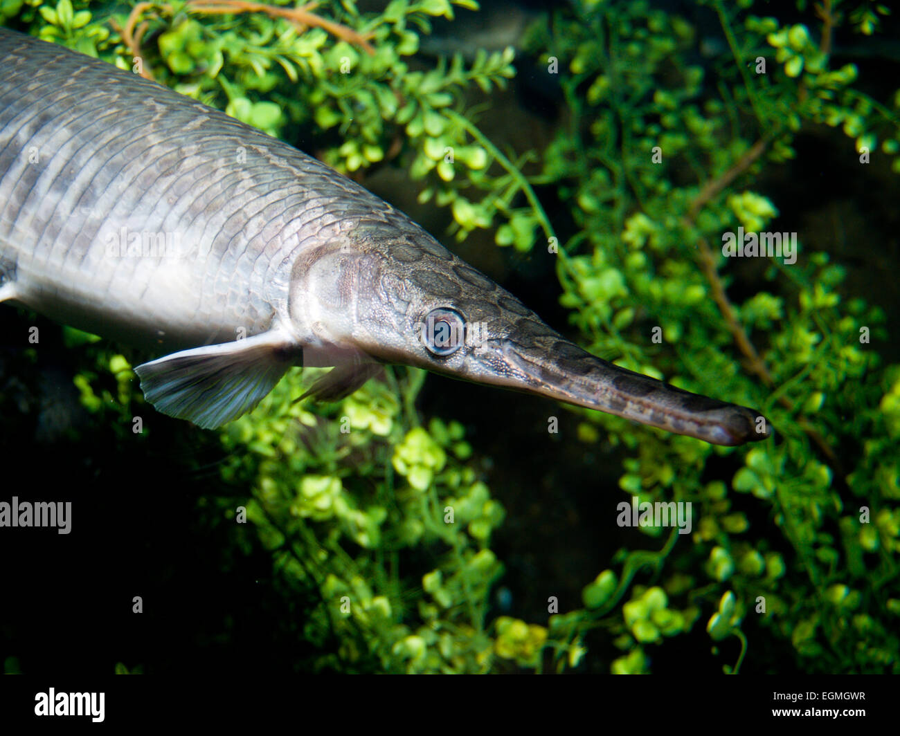 Garfish (Belone belone), or sea needle Stock Photo - Alamy