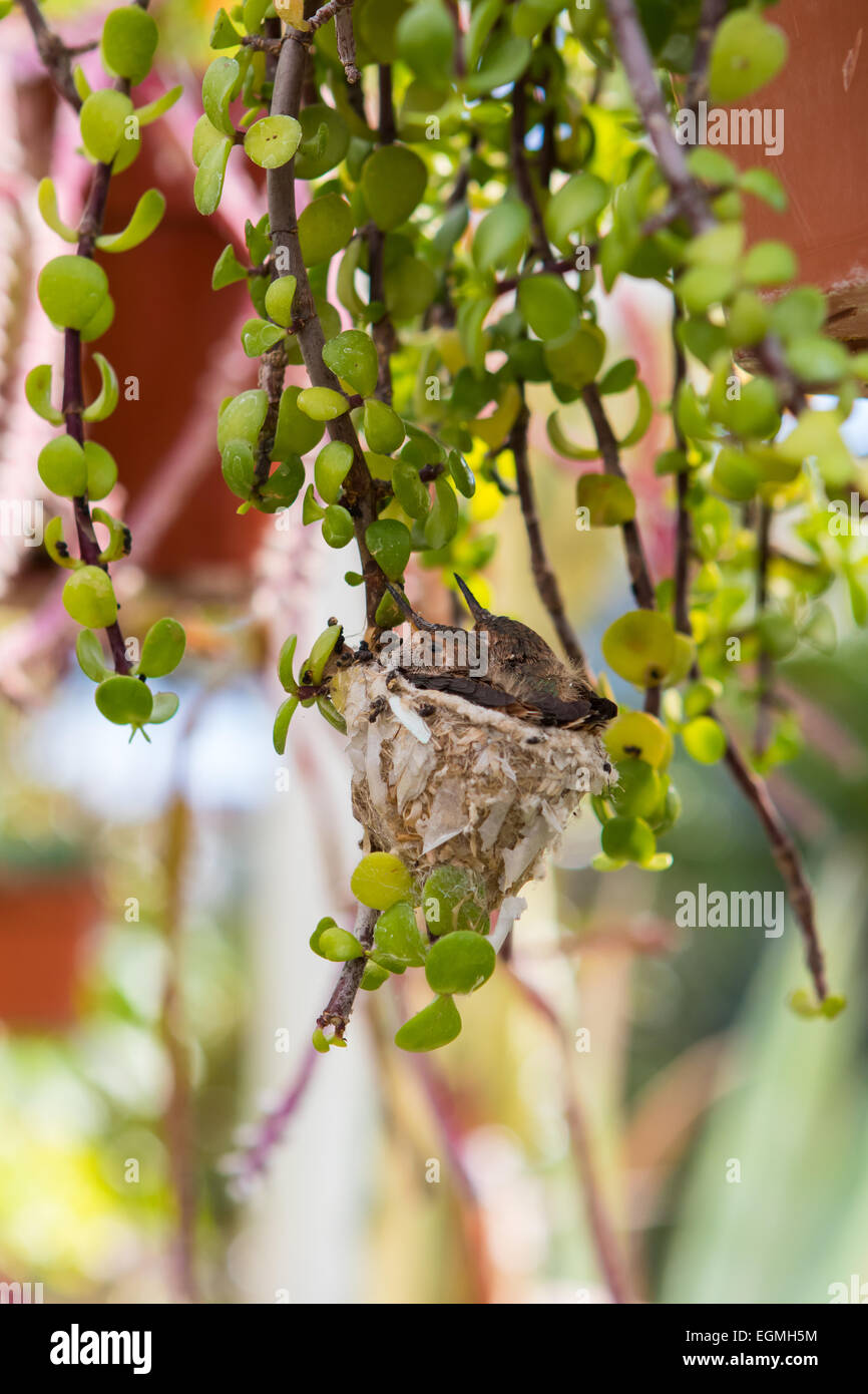 2 baby Hummingbirds in their nest hanging from the stems of a hanging ...
