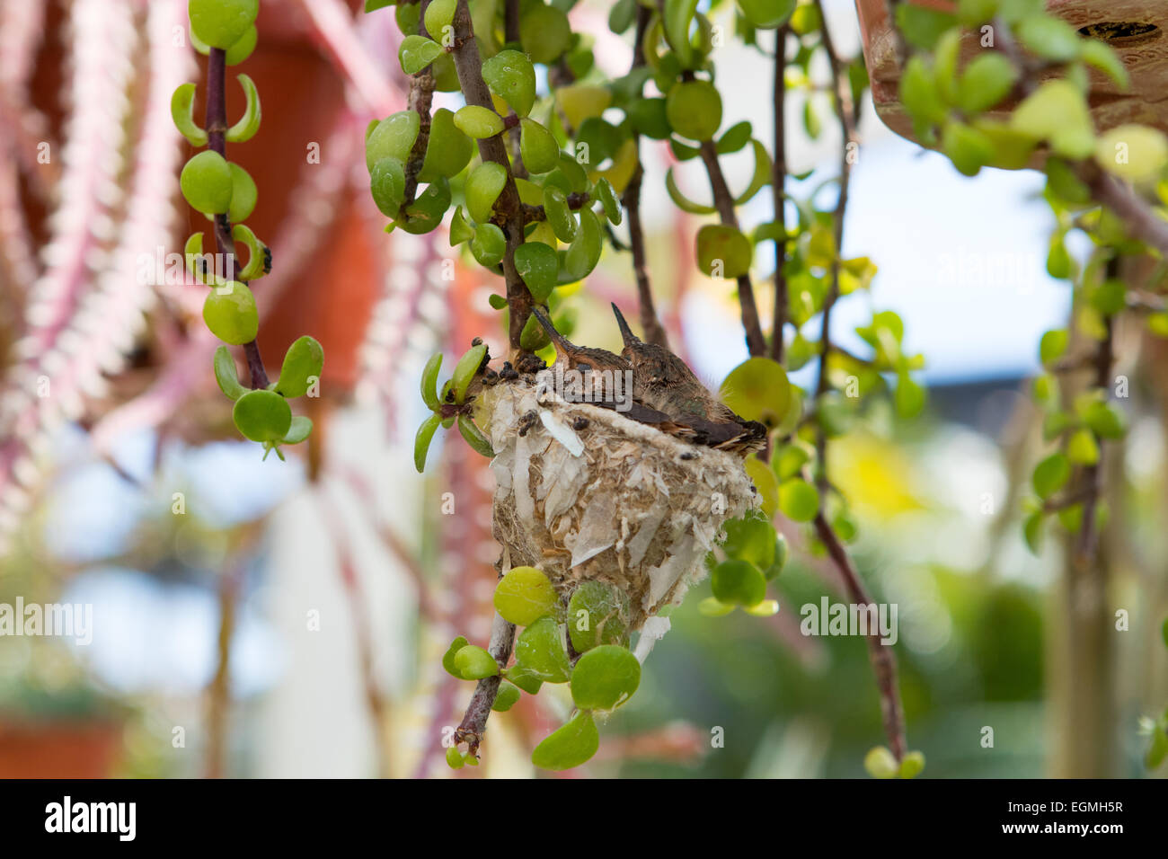 2 baby Hummingbirds in their nest hanging from the stems of a hanging ...