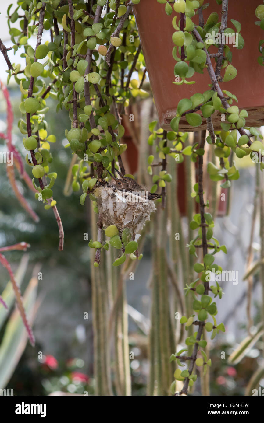 2 baby Hummingbirds in their nest hanging from the stems of a hanging ...