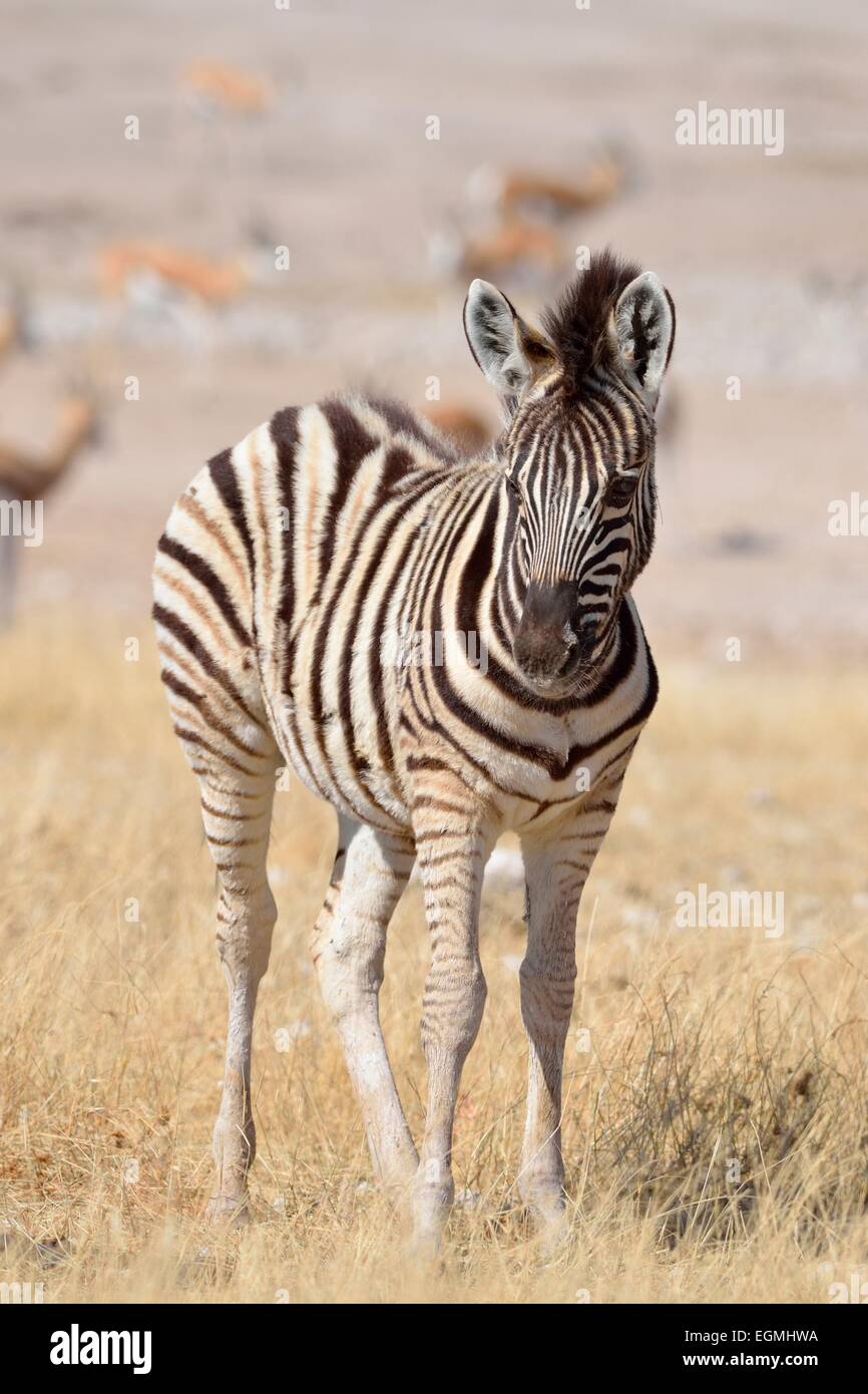 Full body view burchells hi-res stock photography and images - Alamy