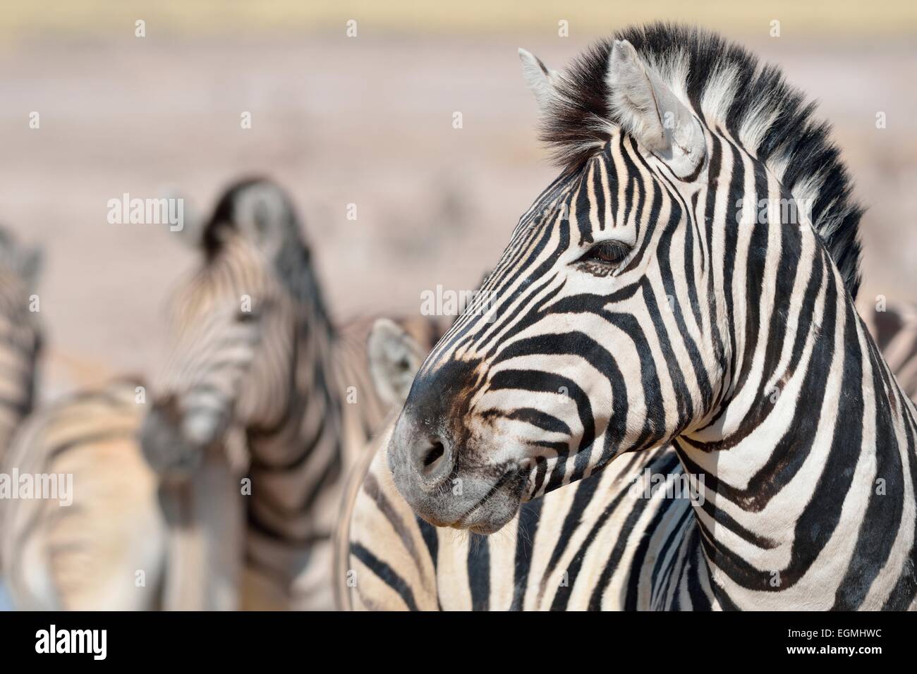 Burchells zebra equus burchelli portrait hi-res stock photography and ...