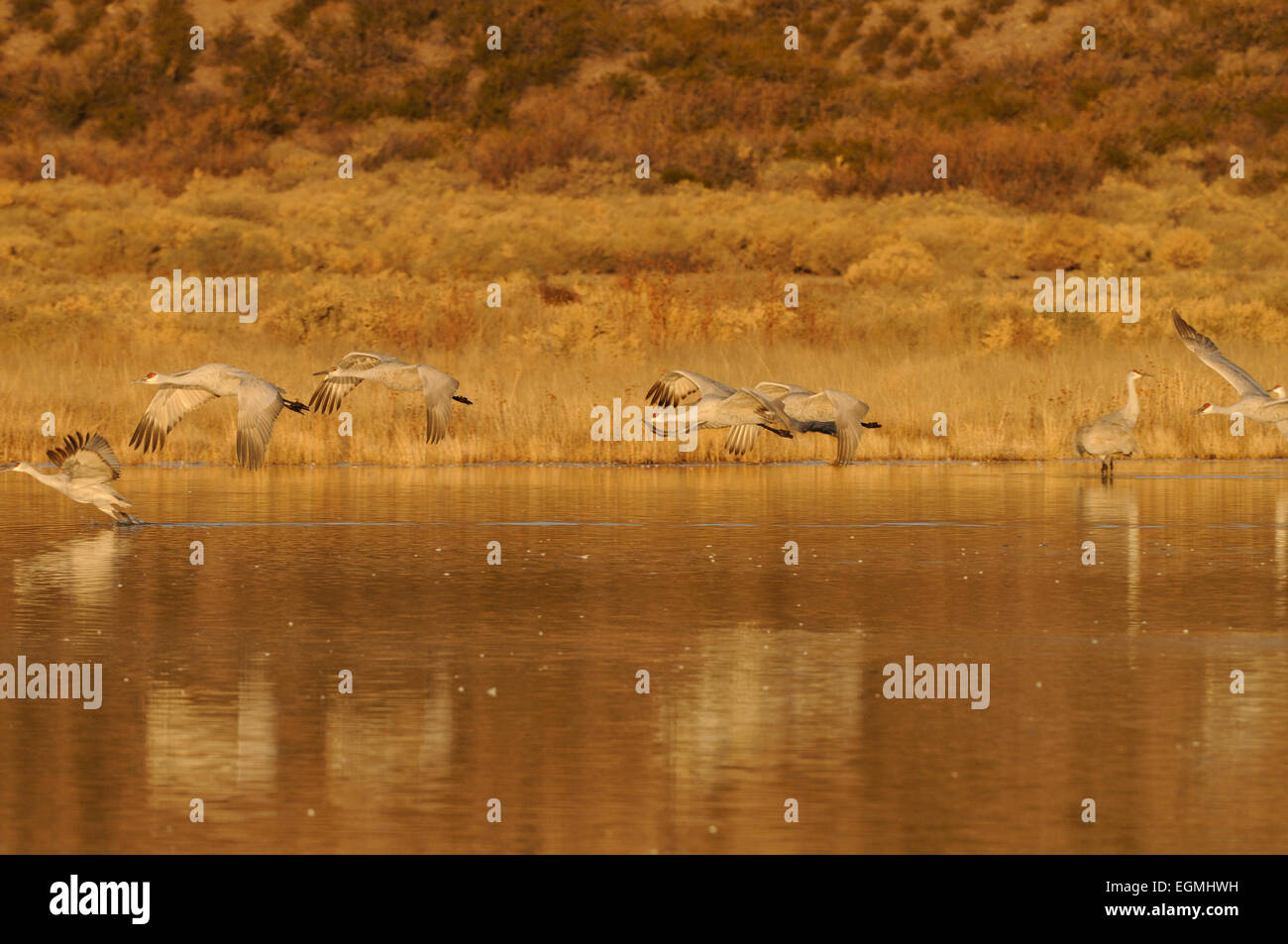 Sandhill Cranes flying over the water at Bosque Del Apache National ...