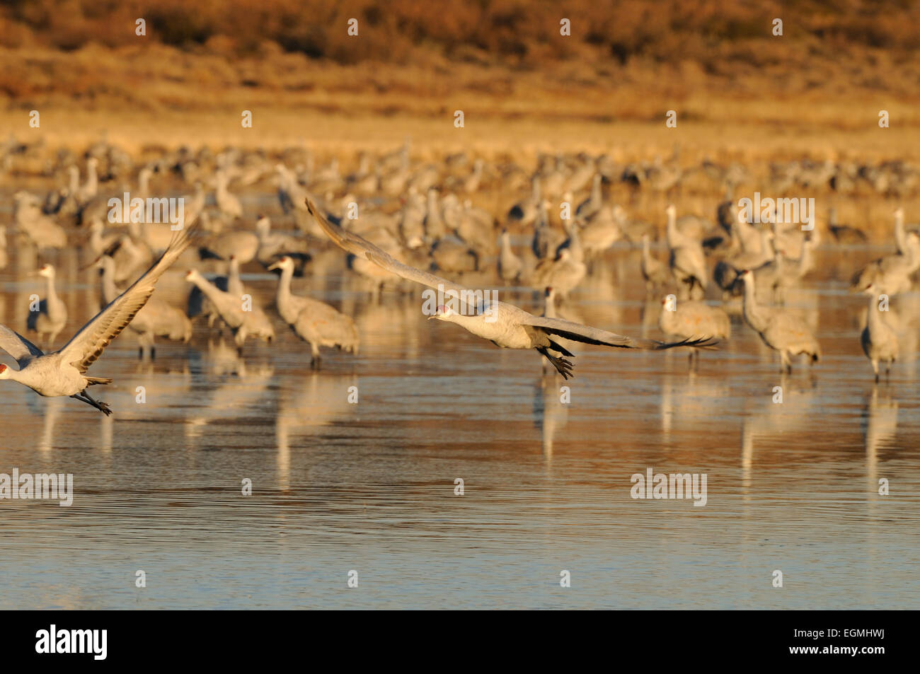 Sandhill Cranes flying over the water at Bosque Del Apache National ...