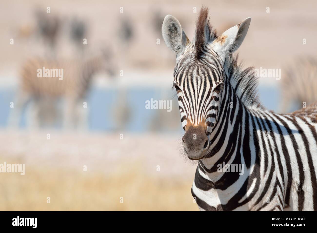 Young Burchell's zebra (Equus burchelli), standing at waterhole, Etosha ...