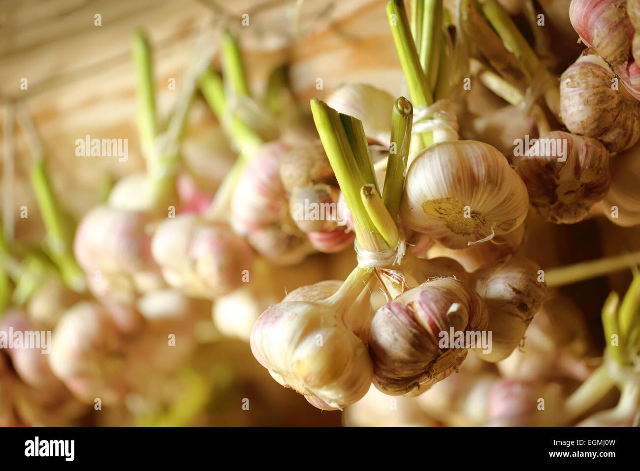 Fresh garlic in bunch getting dried on wood Stock Photo - Alamy