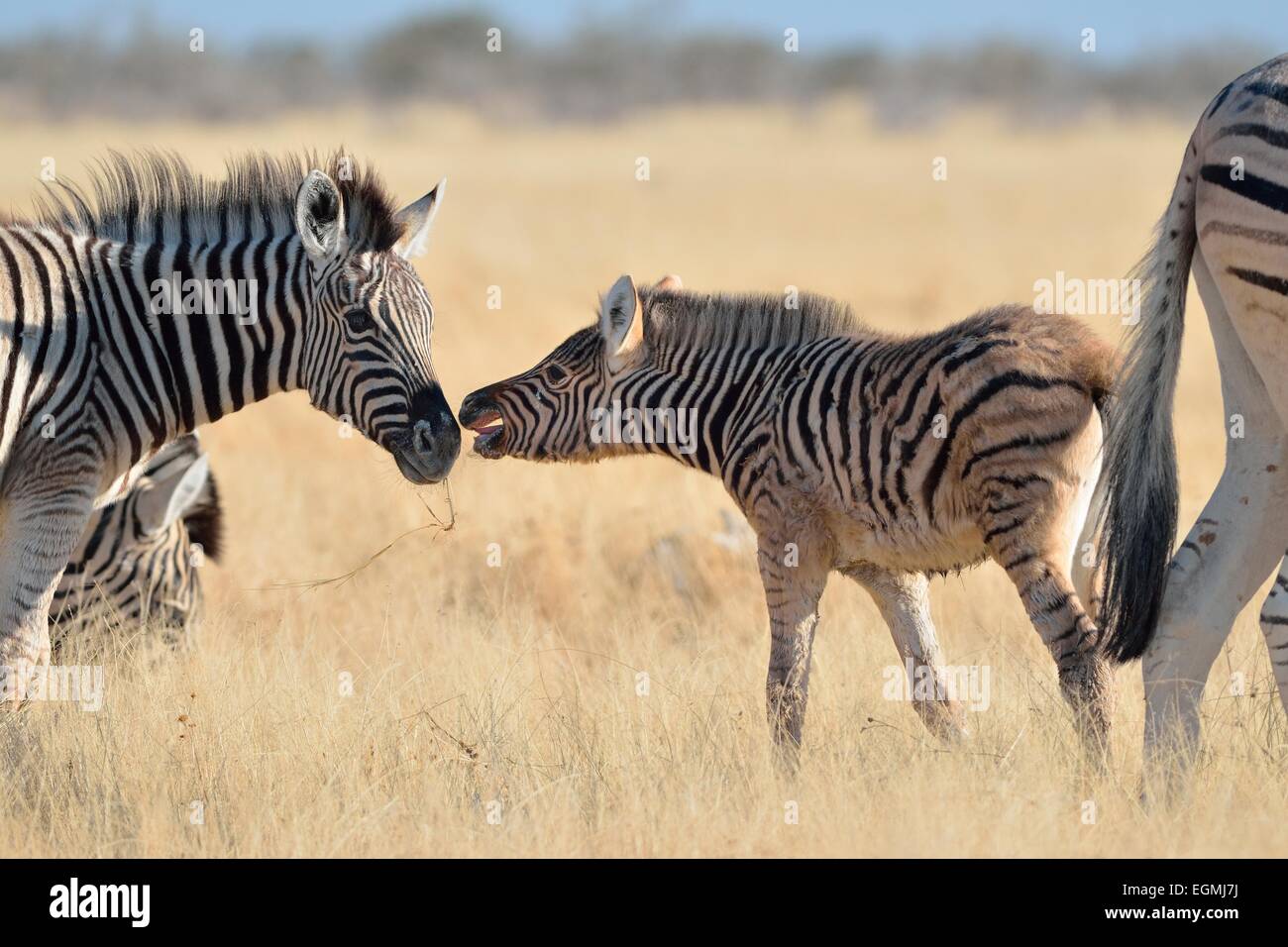 Newborn Zebra Foal