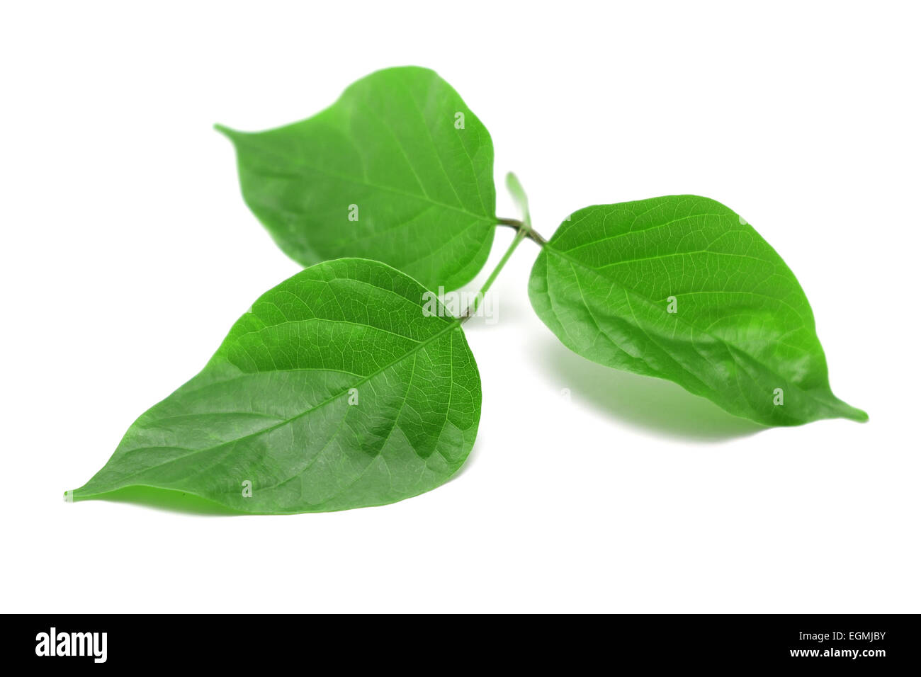 Closeup green leaf field Cut Out Stock Images & Pictures - Alamy