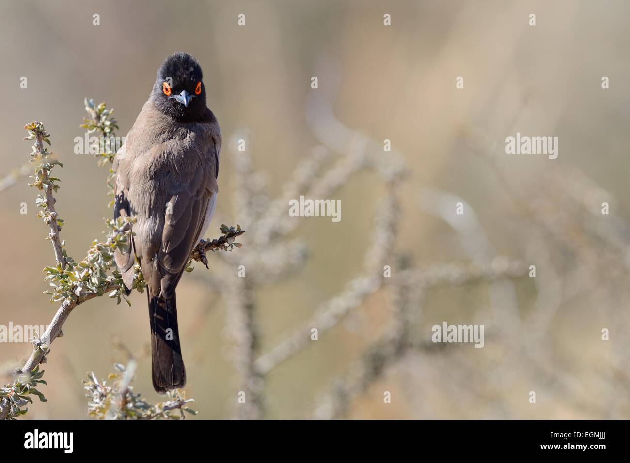 African Red-eyed Bulbul (Pycnonotus nigricans), on a branch, Kgalagadi ...