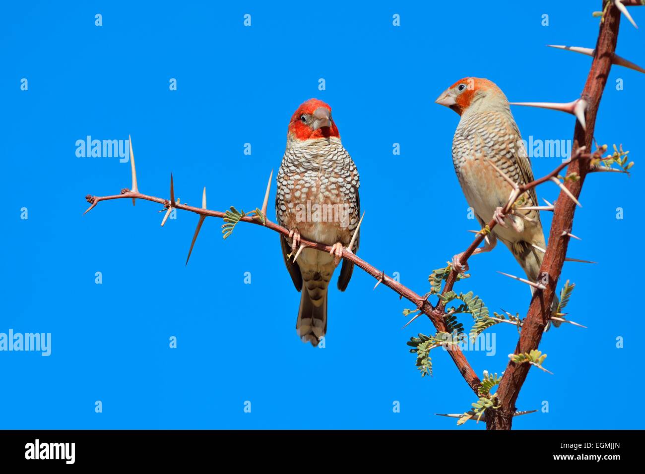 African finches hi-res stock photography and images - Alamy