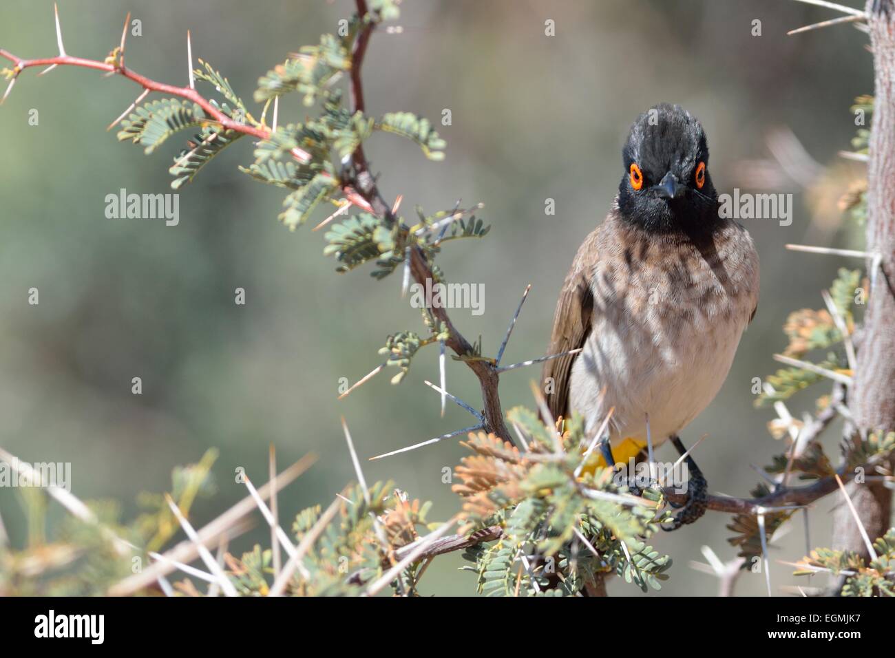 African Red-eyed Bulbul (Pycnonotus nigricans), on a branch, Kgalagadi ...