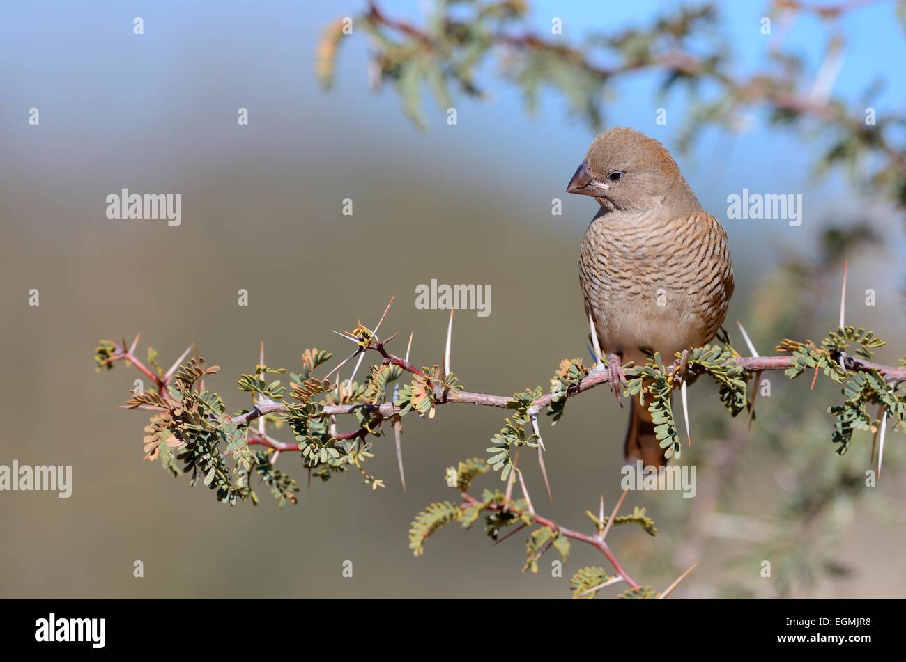South african finches hi-res stock photography and images - Alamy