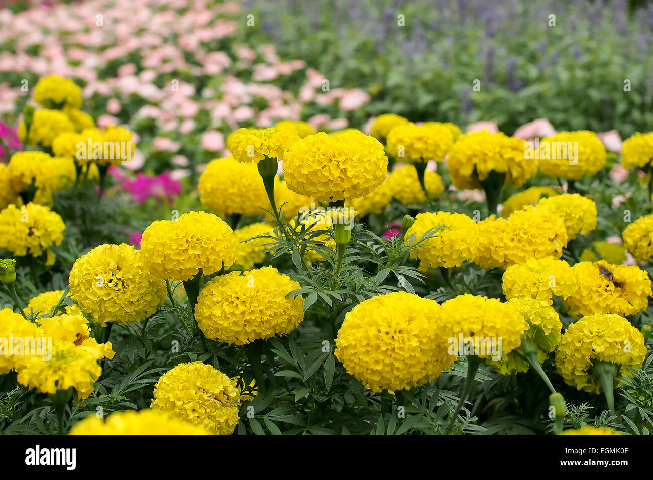 Marigold flower hi-res stock photography and images - Alamy
